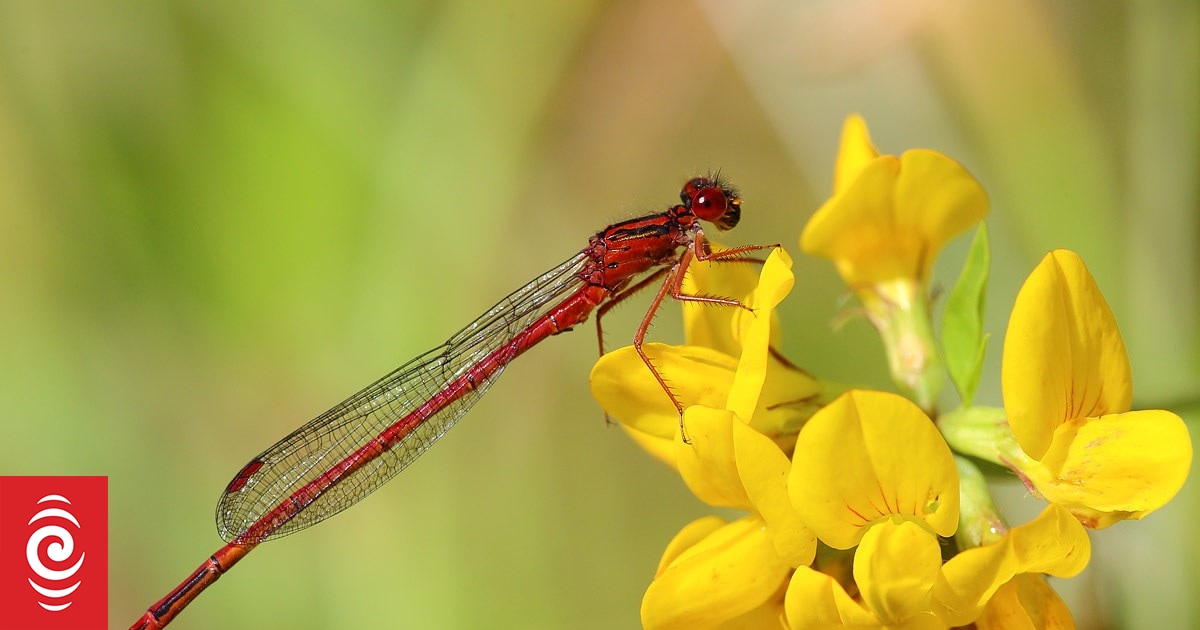 Critter of the Week: Redcoat Damselfly | RNZ