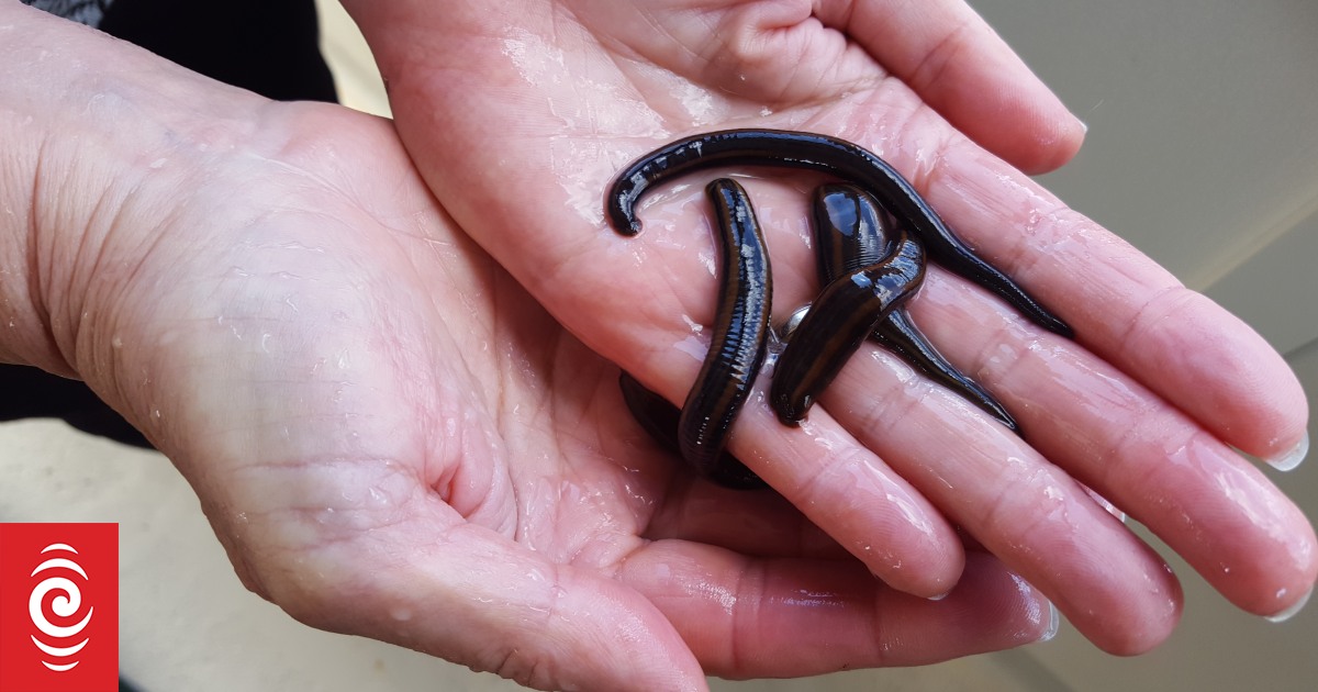 Inside New Zealand's only leech farm | RNZ