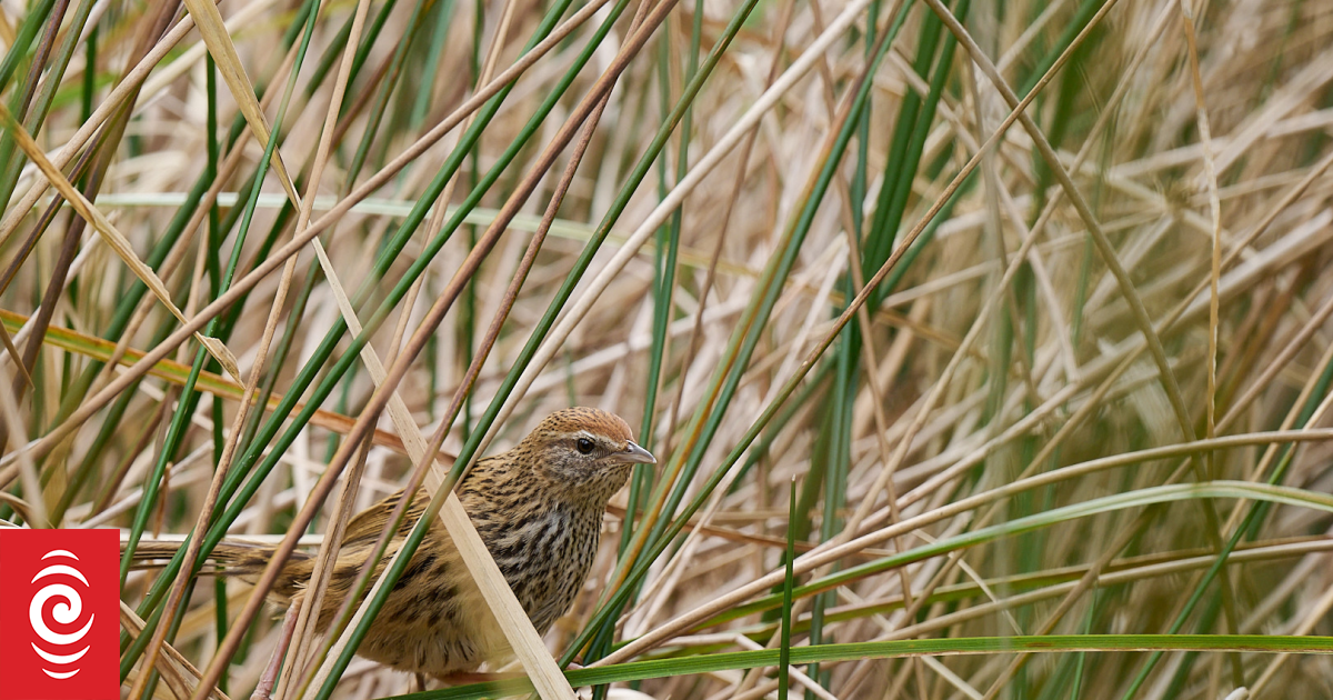 Our Changing World: Conservation in the Catlins – fighting for the ...