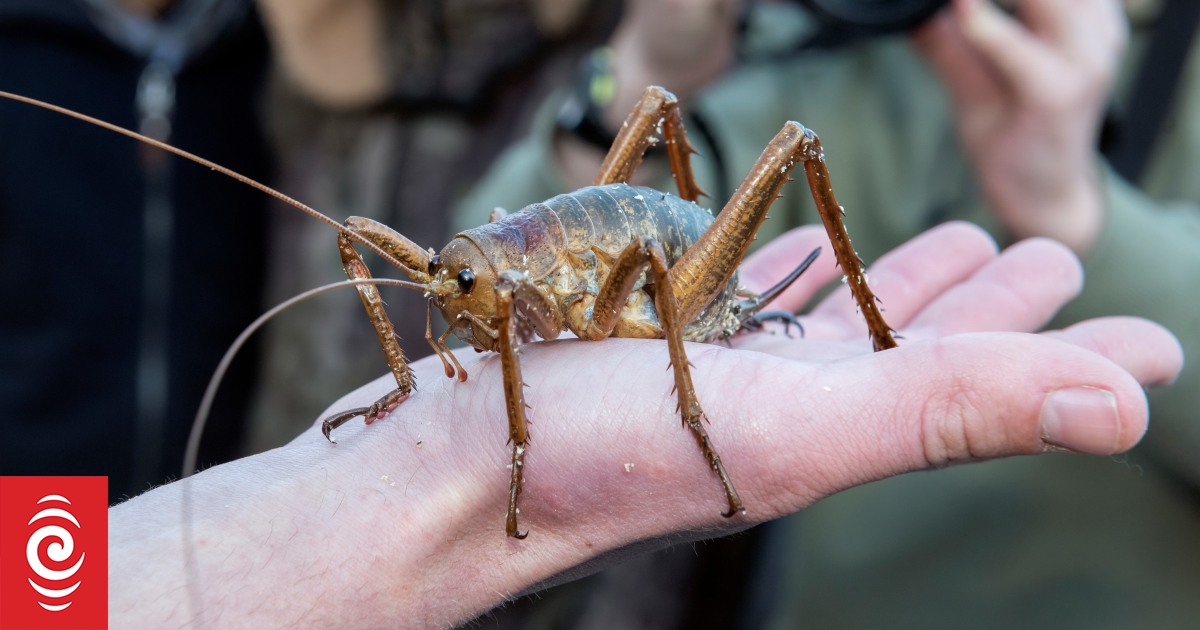 Australian 'winged wētā' gains foothold in NZ | RNZ