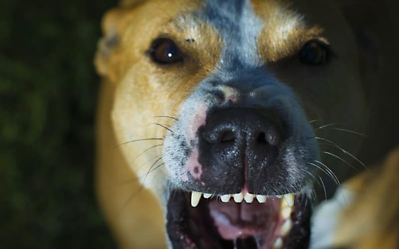 Warning issued about dangerous dog | RNZ