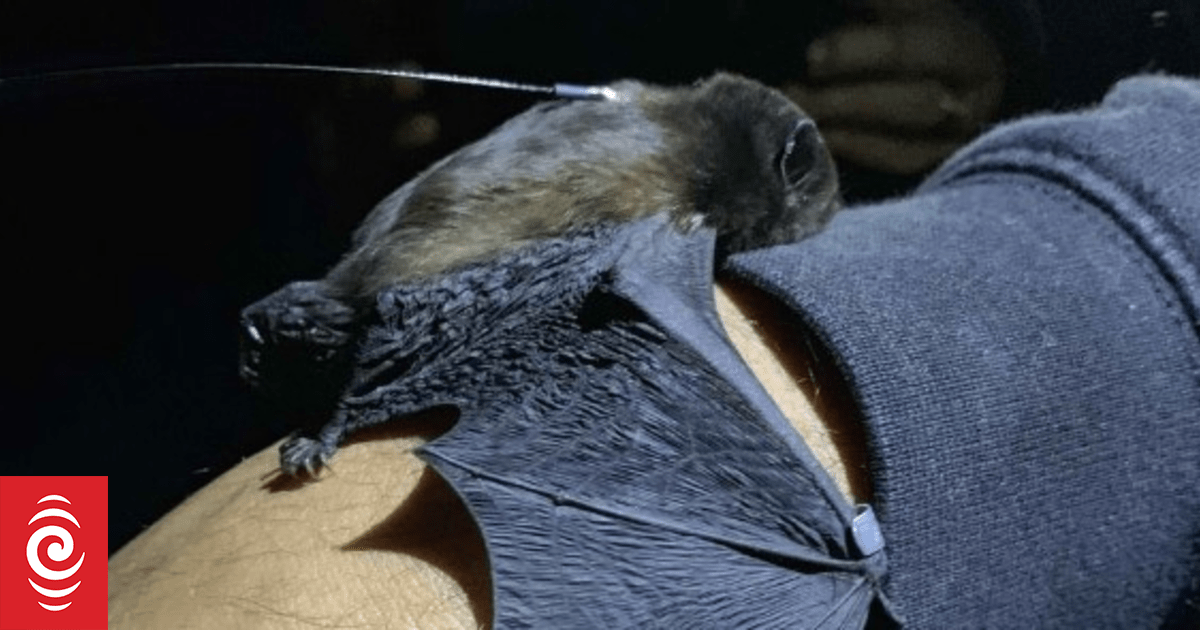 Funding will help 'critically threatened' long-tailed bats | RNZ News