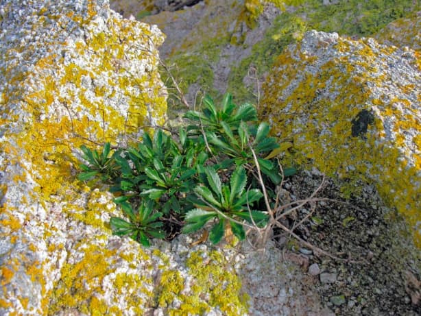 New plan to protect NZ's most endangered species | RNZ