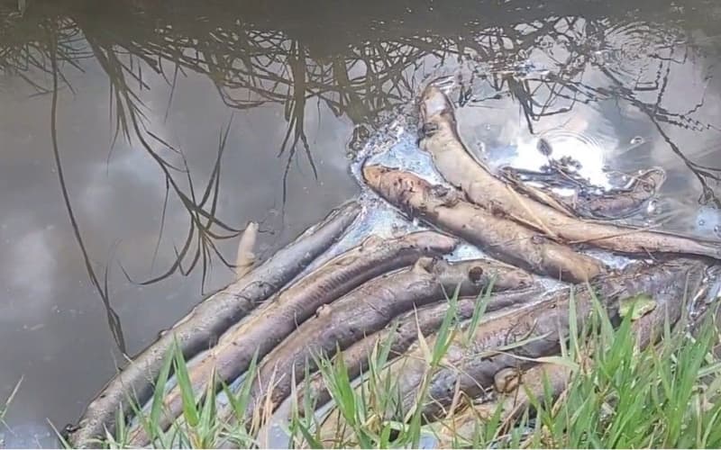 ‘It’s devastating’: Generations-old eel population wiped out in Wairoa ...