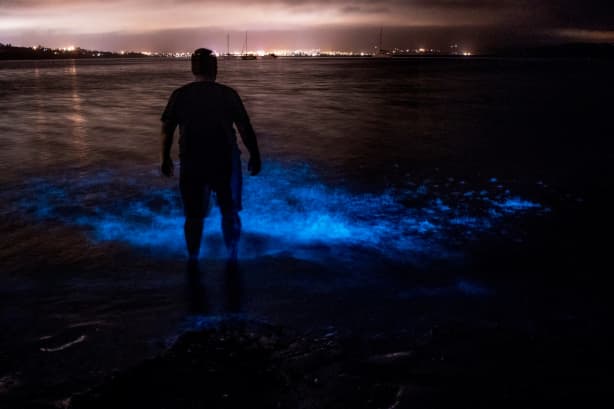 Bioluminescent plankton brings blue glow to Auckland | RNZ