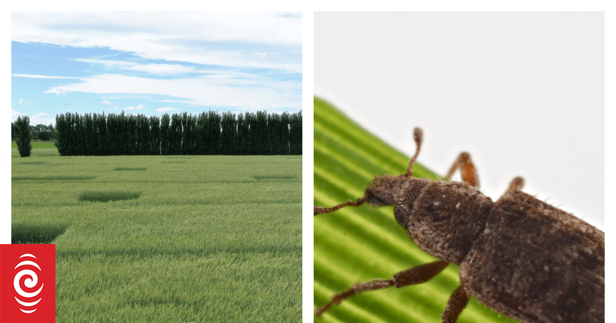 Pest repelling fungus for pasture grass receives Science Award | RNZ