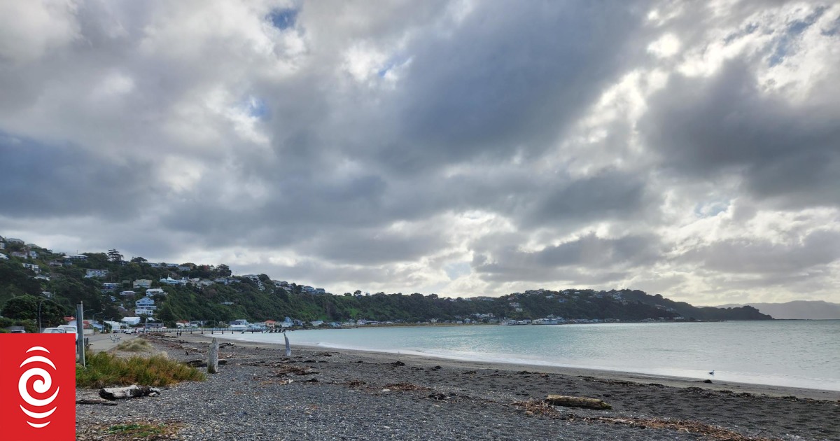 Owners urged to keep dogs on leads around penguins after spate of fatal ...
