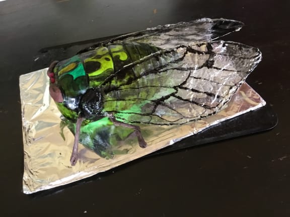 Critter of the Week Bake-Off: the contenders! | RNZ