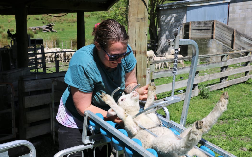 A year on the farm: Tailing the spring lambs | RNZ