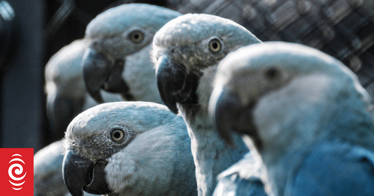 Feathers fly in dispute over Ambani zoo's pursuit of rare parrot | RNZ News