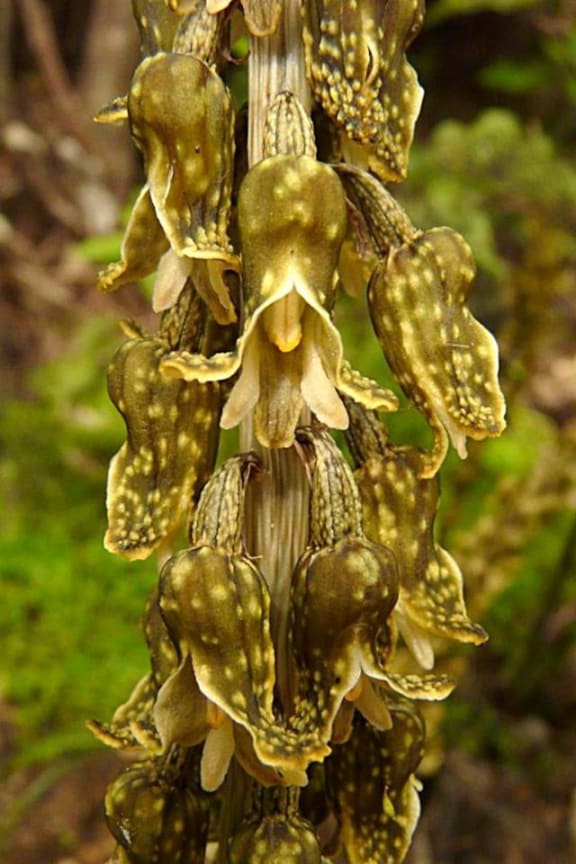 NZ Orchids | A Gallery from Nine To Noon | RNZ National