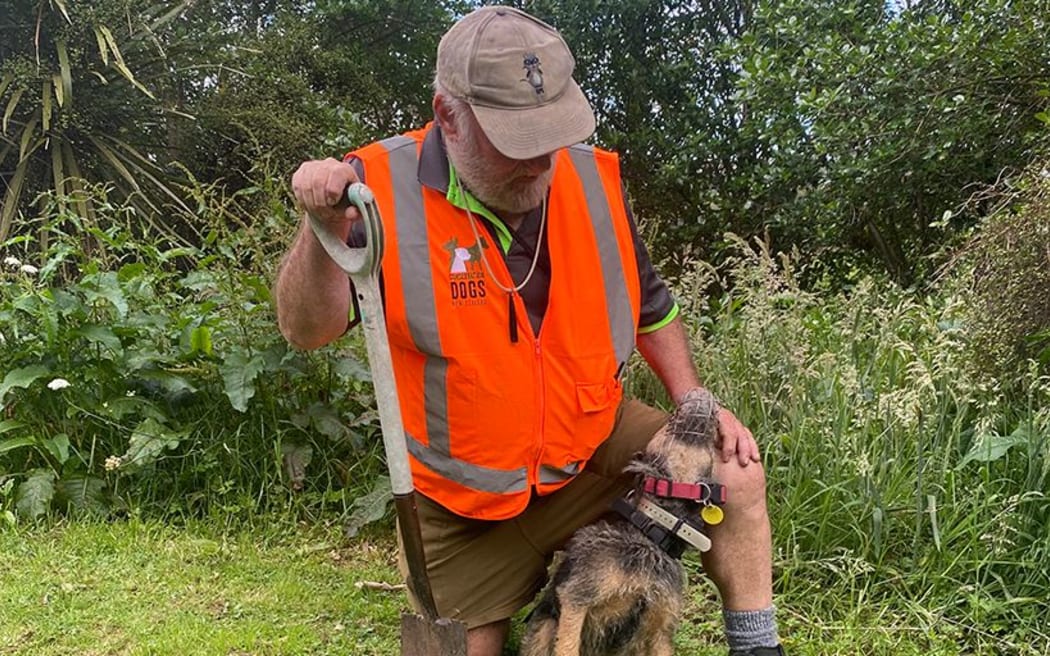 Think twice about getting a pet rabbit for Xmas - animal control | RNZ