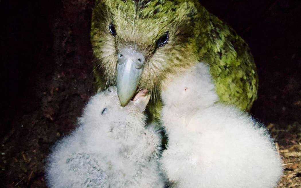 Over 100 kākāpō chicks hatch in record-breaking breeding season | RNZ News