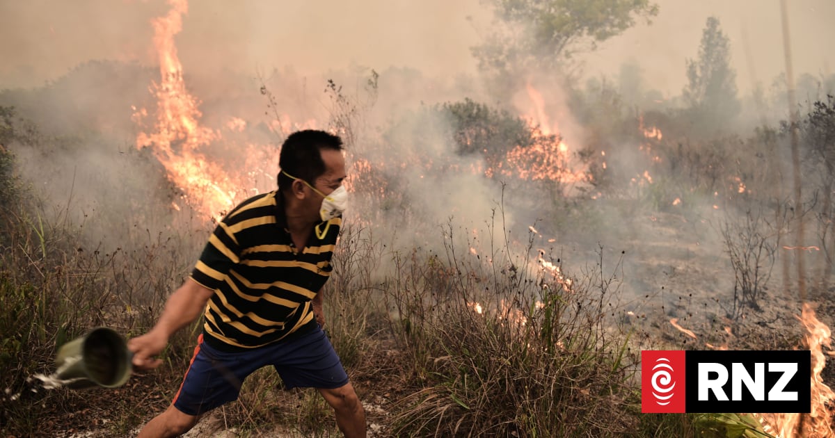 Greenpeace urges forest transparency from Jakarta | RNZ