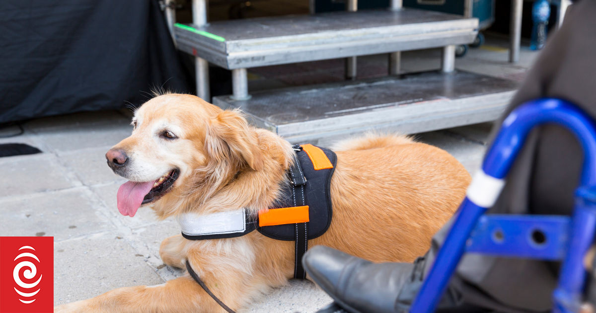 Assistance dogs left untrained after organistaion stripped of ...