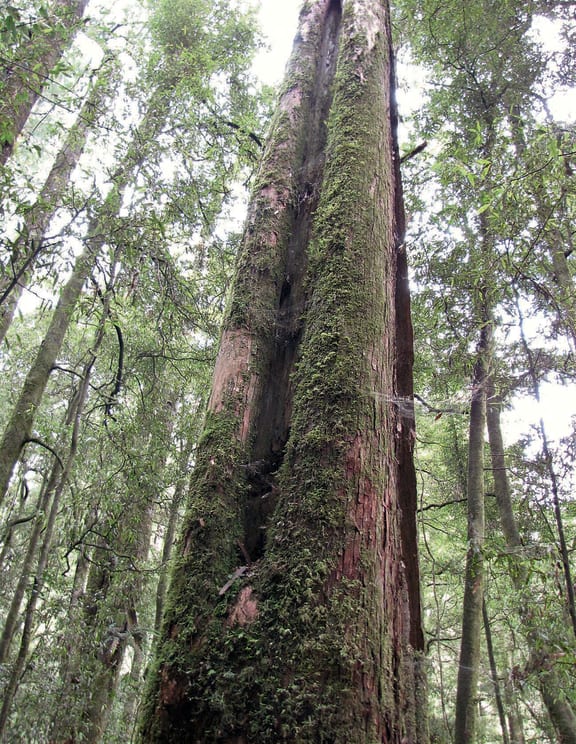 Totara - A Natural and Cultural History | A Gallery from Afternoons ...