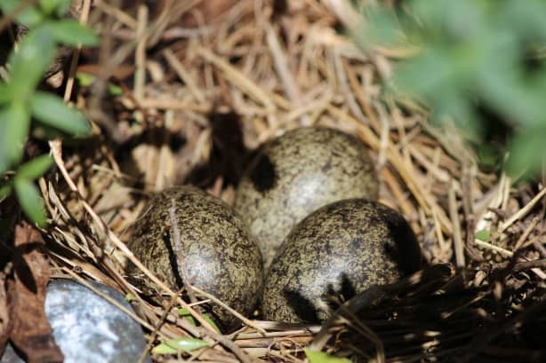 More than 20 Shore Plover chicks hatch at wildlife centre | RNZ