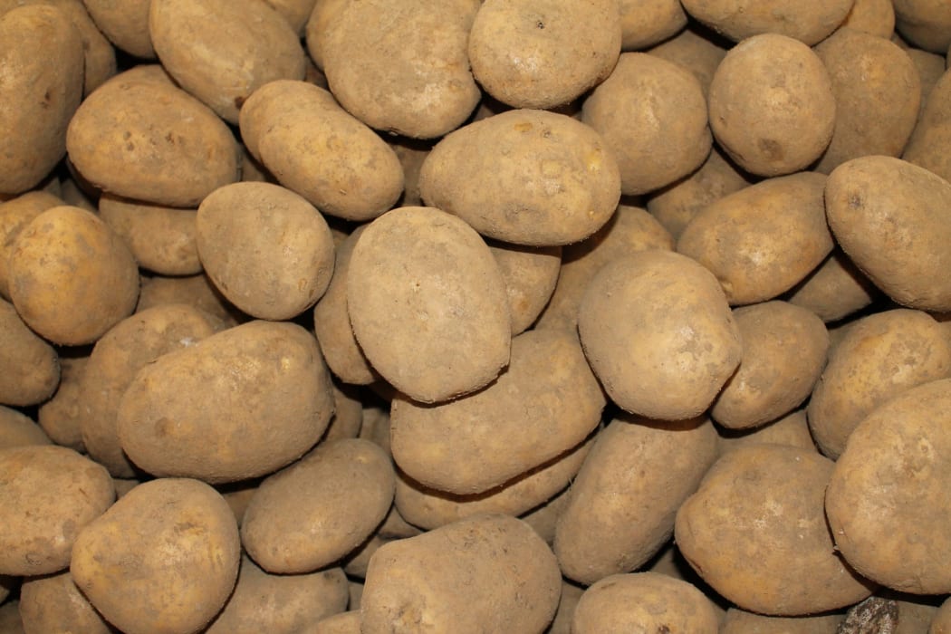 Western Australian potato growers let spuds rot in the ground | RNZ