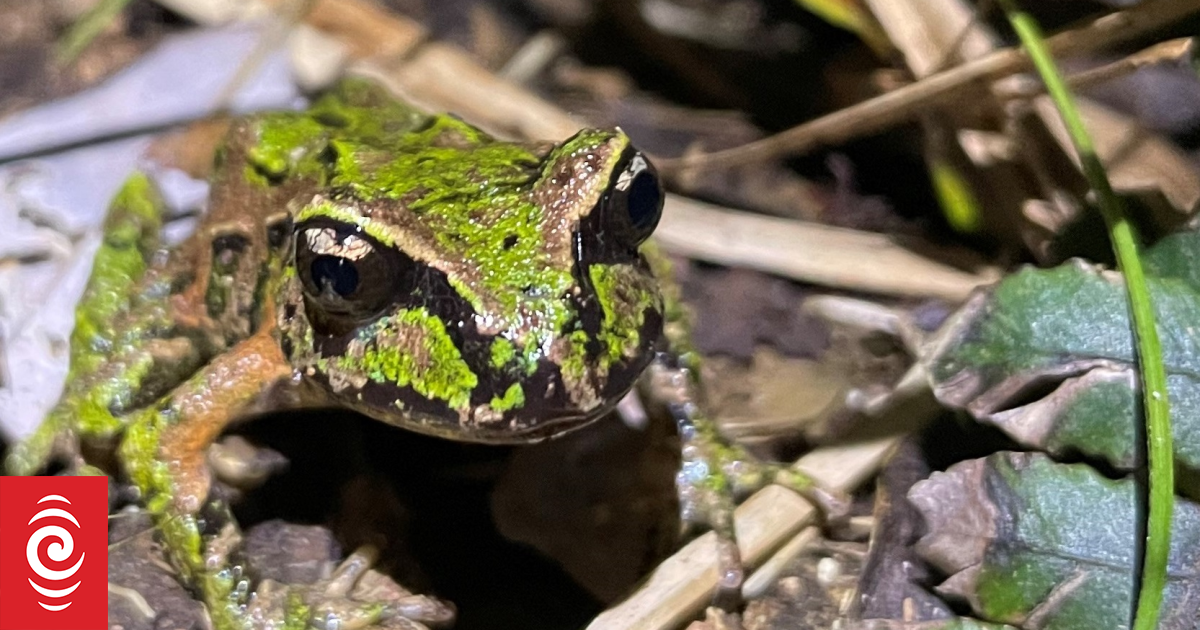 More critically endangered Archey's frogs than first thought | RNZ News