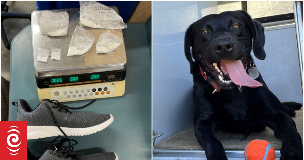 Dog sniffs out cocaine, meth at Rimutaka Prison | RNZ News