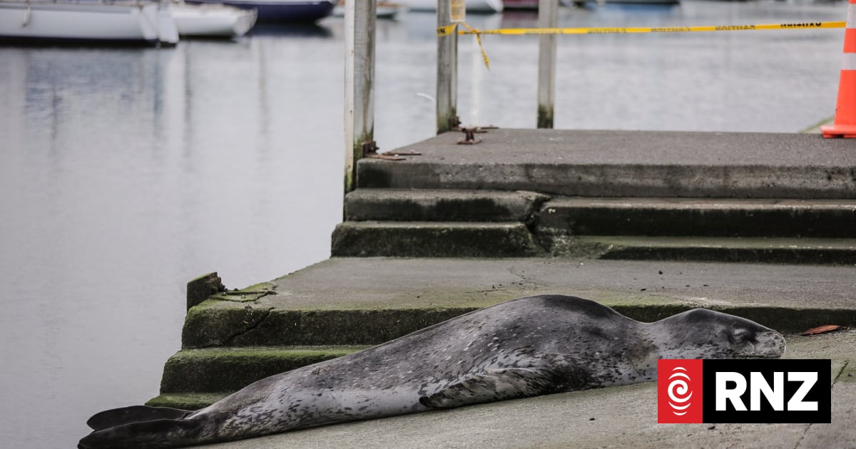 Visiting leopard seal might make Wellington its new home | RNZ
