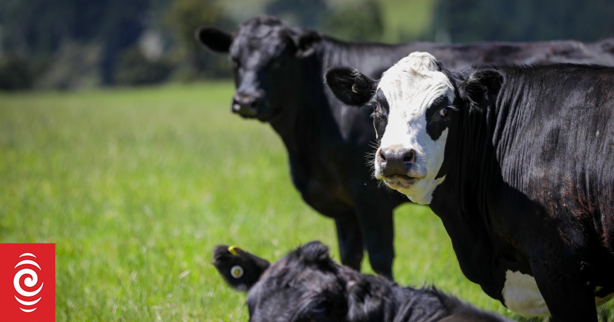 Expert Feature: Beef | RNZ