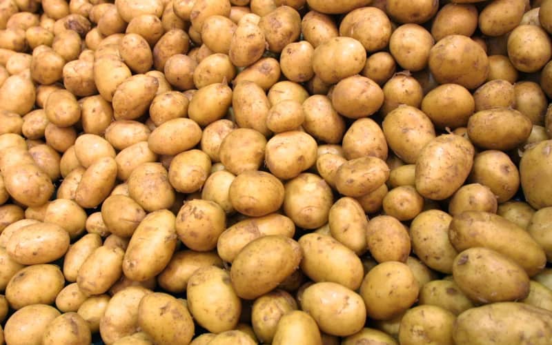 NZ growers attack Oz 'porkies' over psyllid | RNZ