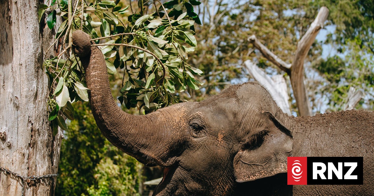 Auckland Zoo's last elephant Burma arrives at her new home in Australia ...