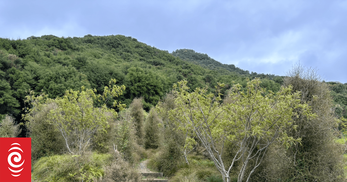 Our Changing World: Recruiting the birds to bring back the bush | RNZ News