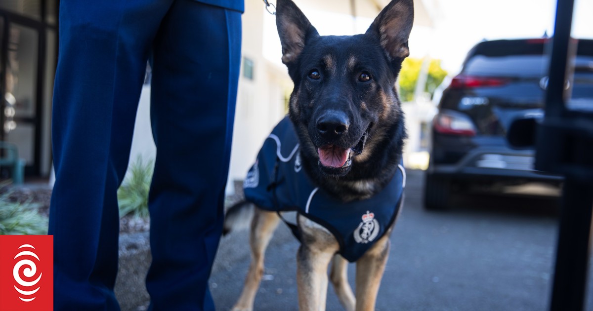 Watch: Latest police teams graduate from Dog Training Centre | RNZ News
