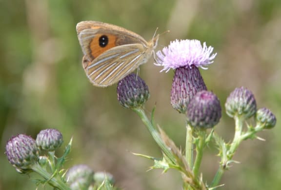 Tussock Ringlet Butterfly | A Gallery from Afternoons | RNZ National