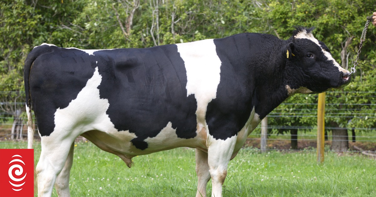 Holstein Friesian that's fathered 17,000 daughters inducted into hall ...