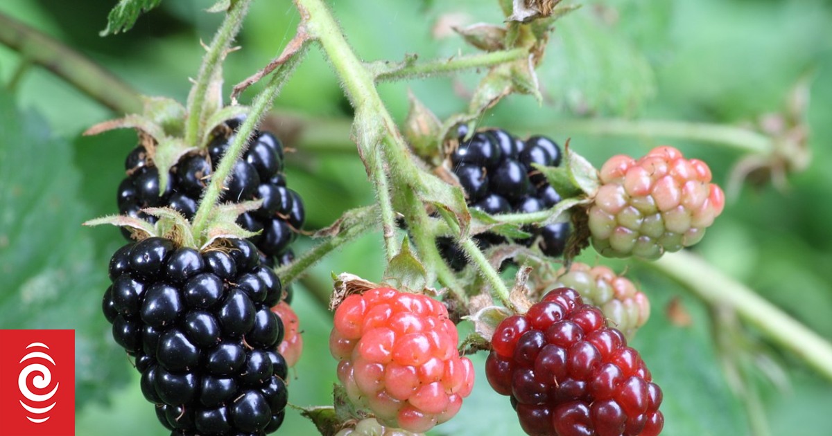 Fruit and Vege Report with Glenn Forsyth | RNZ