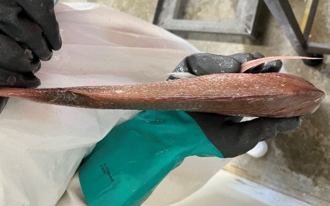 Snapper in Hauraki Gulf found with milky white flesh syndrome ...