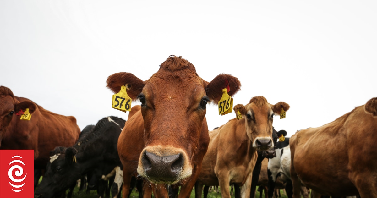 'Pain' ahead for dairy farmers as prices ease | RNZ News