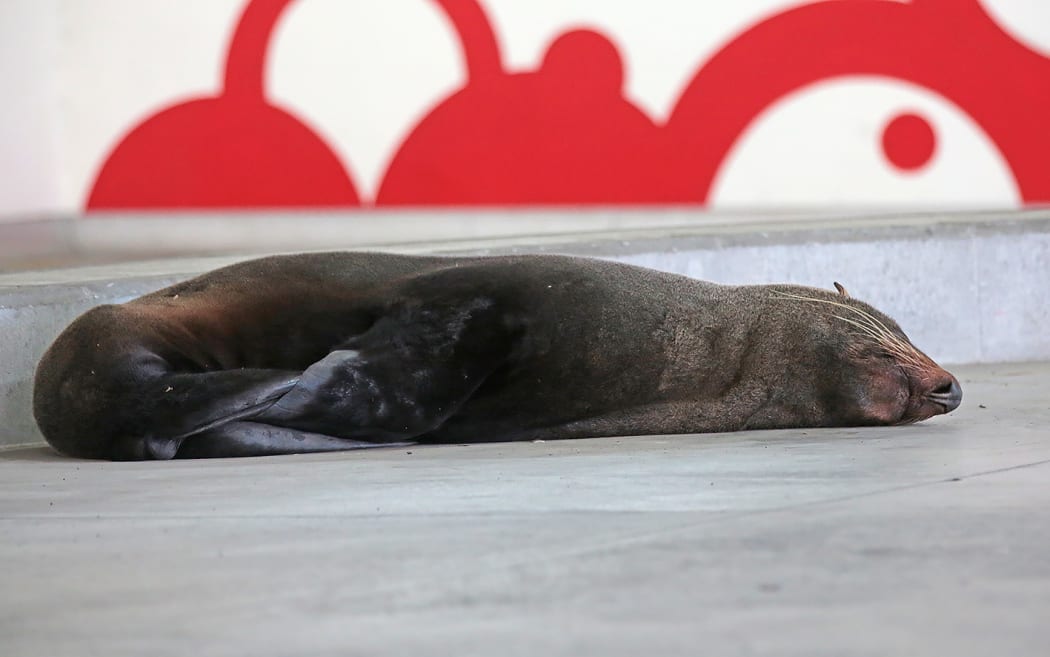 Runaway seal returned to wild | RNZ News