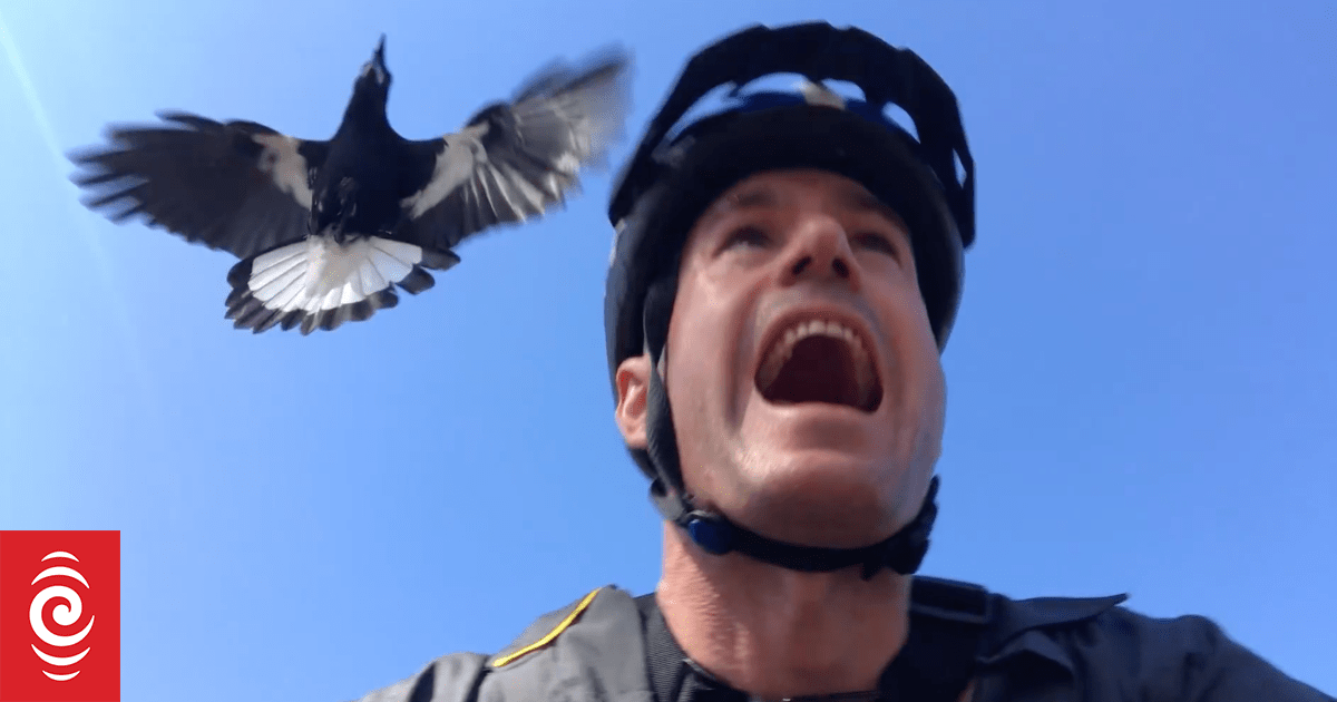 Magpie swooping: Inside the Australian bird's annual reign of terror ...