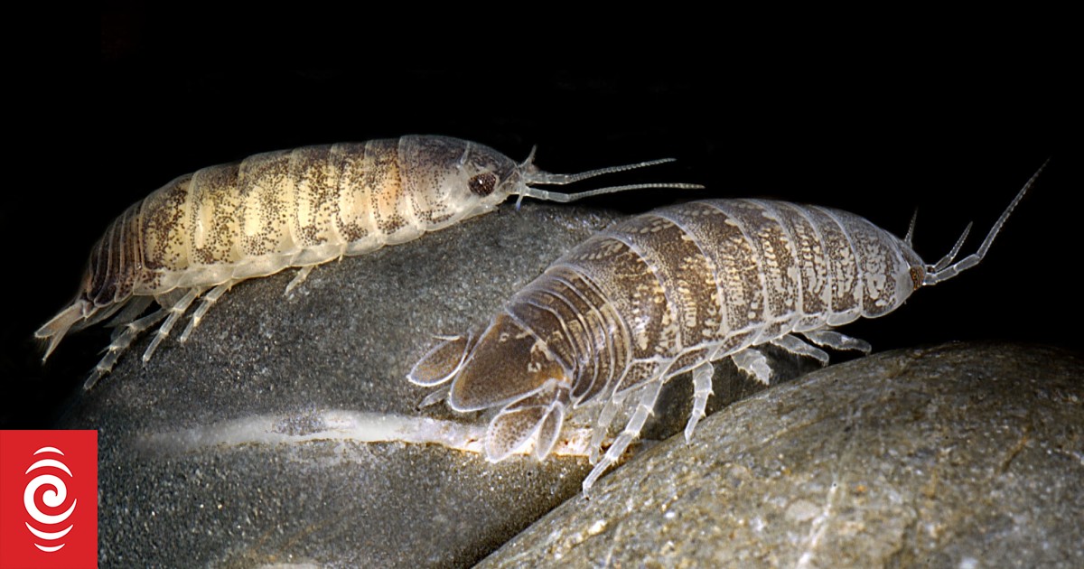 Warning over sea lice as Coromandel swimmers suffering bites | RNZ News