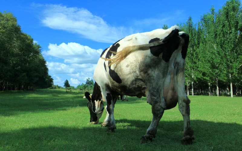 New dairy 'fingerprints' a game-changer | RNZ