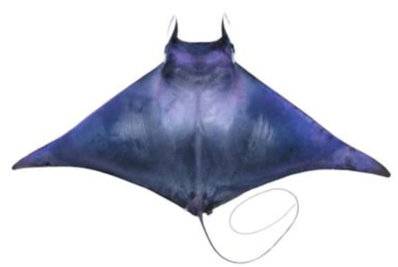 Spinetail Devil Rays | RNZ
