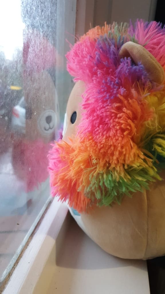 NZ Bear Hunt - August 2021 | A Gallery from Midday Report | RNZ National