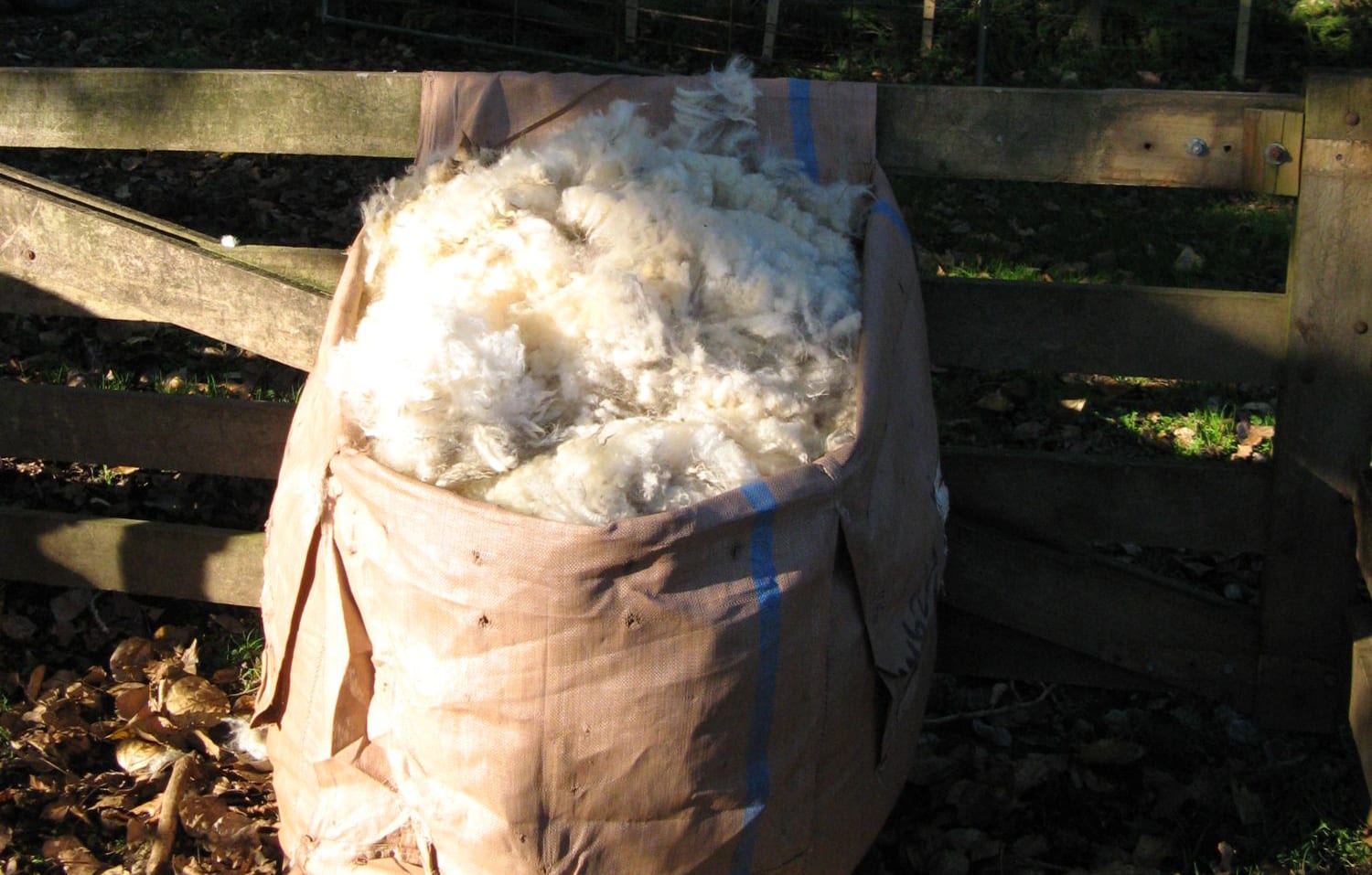 Wool Woes | RNZ