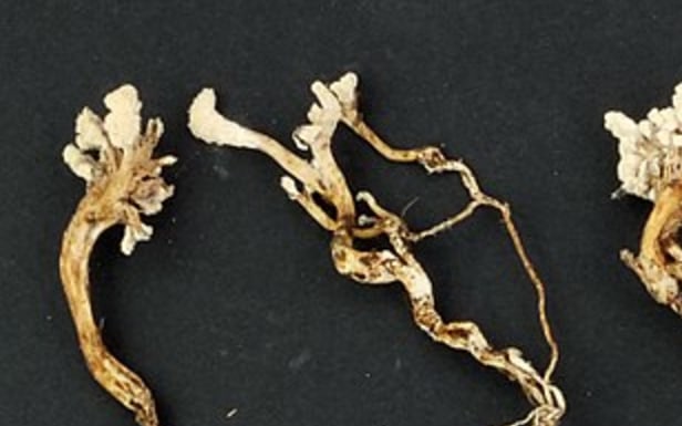 Critter of the Week Isaria sinclairii aka ‘vegetable cicada’ | RNZ