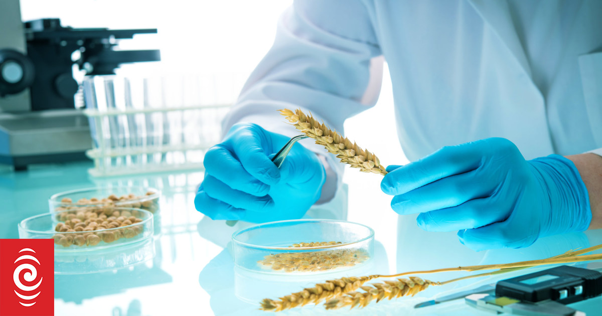 How do we know if our food has been genetically modified? | RNZ