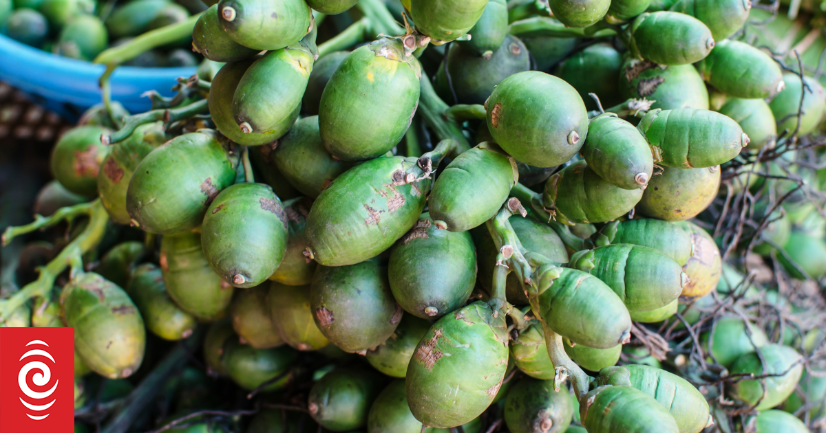 Betel nut chewing in Micronesia: a social and spiritual tradition | RNZ ...