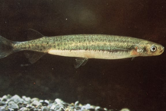 Critter of the Week - the Inanga | RNZ