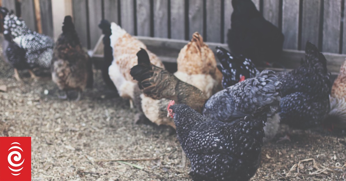 Tonga looks at chicken farming on a grand scale | RNZ