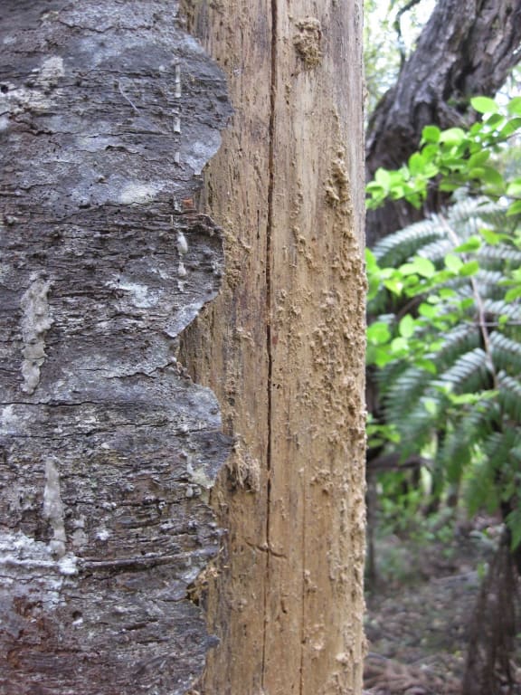 Kauri dieback | A Gallery from Nights | RNZ National