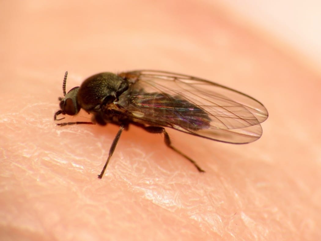Critter of the Week The Native NZ Sandfly | RNZ