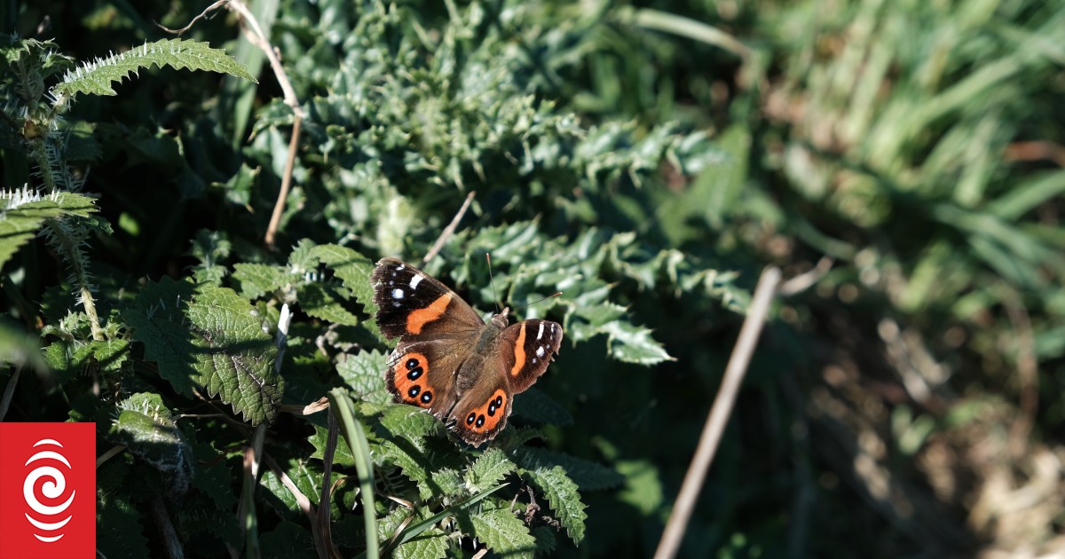 The prickly prize of ongaonga | RNZ